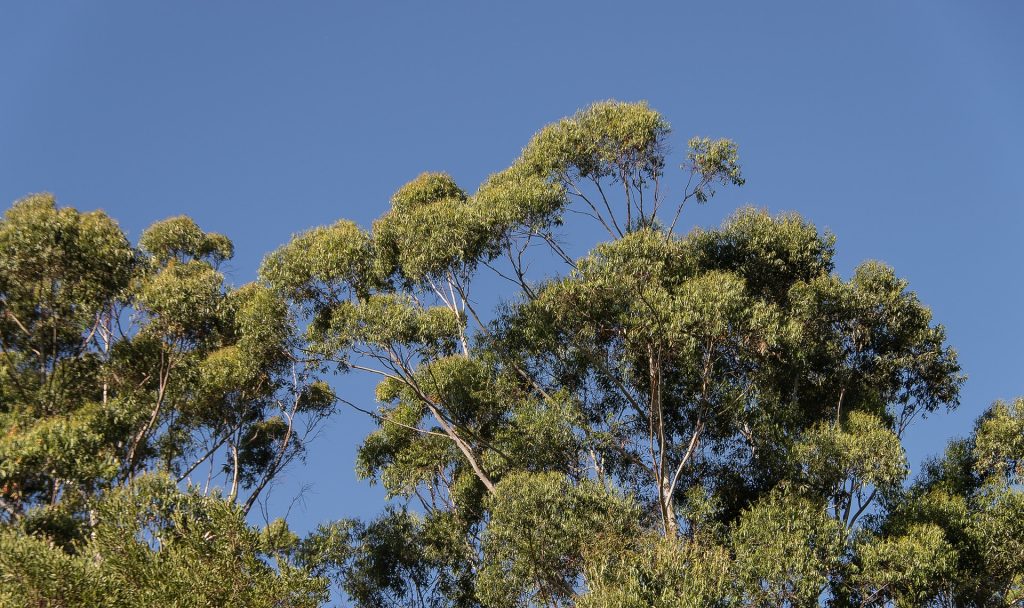 Australian Native Trees