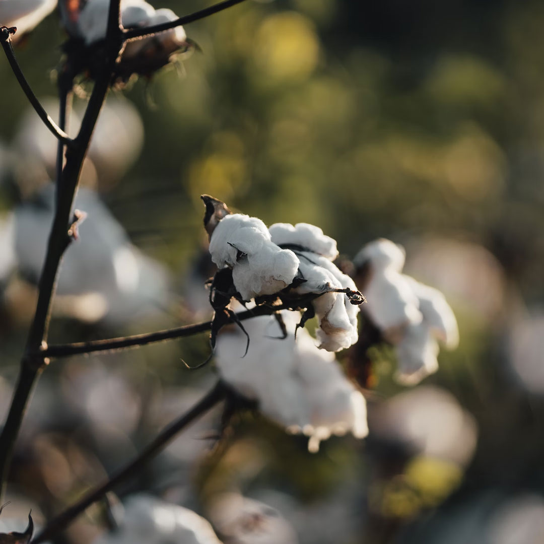 Agronomy VI – Fibre Crops